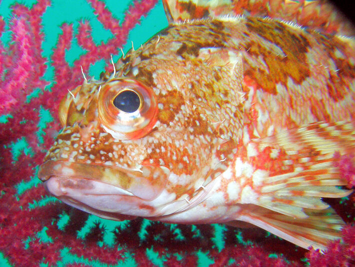 カサゴ | 海的ダイバーサイト