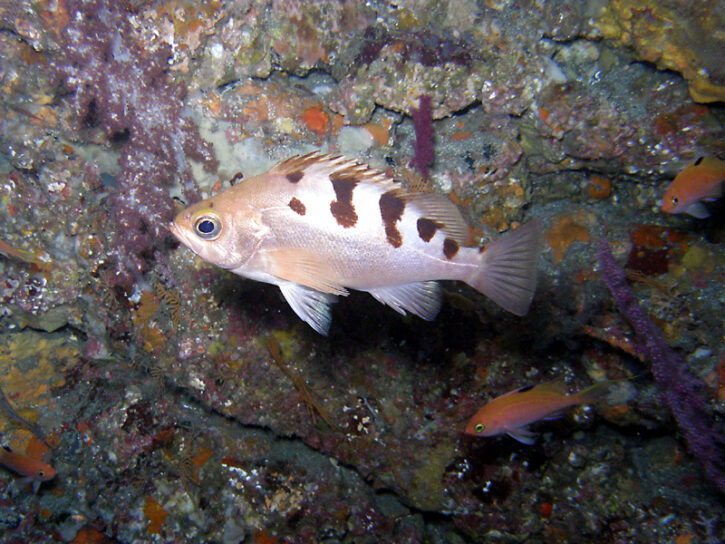 トゴットメバル | 海的ダイバーサイト