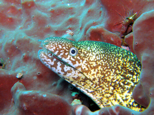 ウツボ | 海的ダイバーサイト